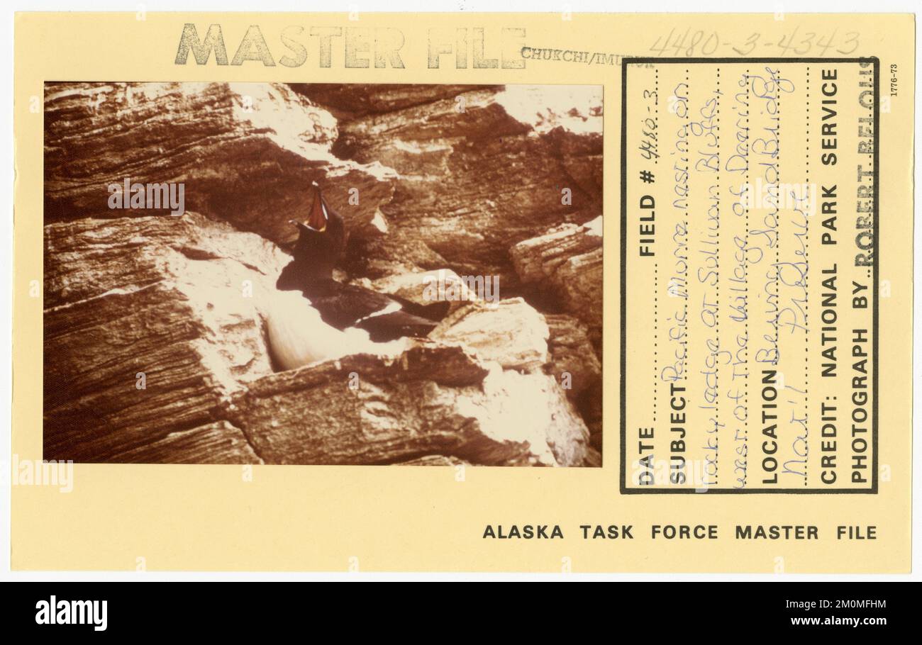 Pacific murre nesting on rocky ledge at Sullivan Bluffs, west of the ...