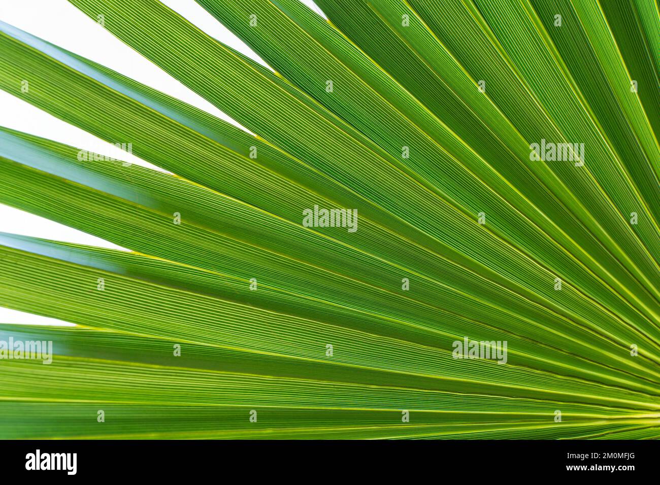 Palm leaf background. Tropical green jungle leaf with texture and ...