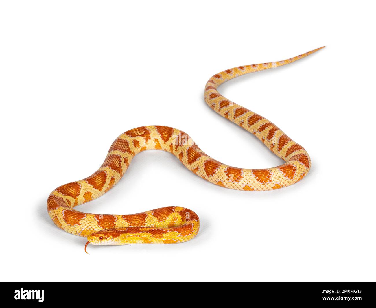 Corn Snake Collection