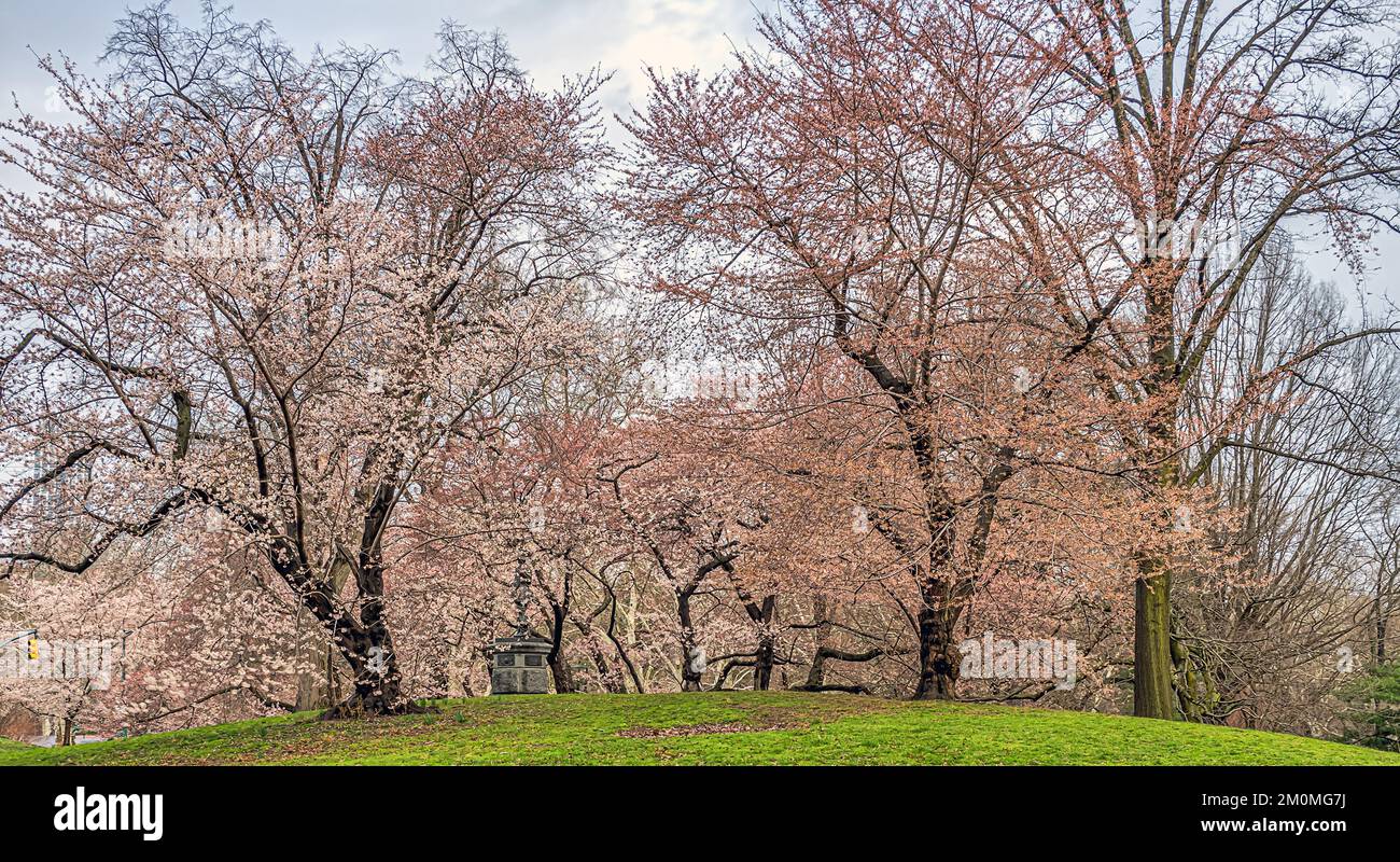 Spring in Central Park, New York City, Pilgrim hill in early spring ...
