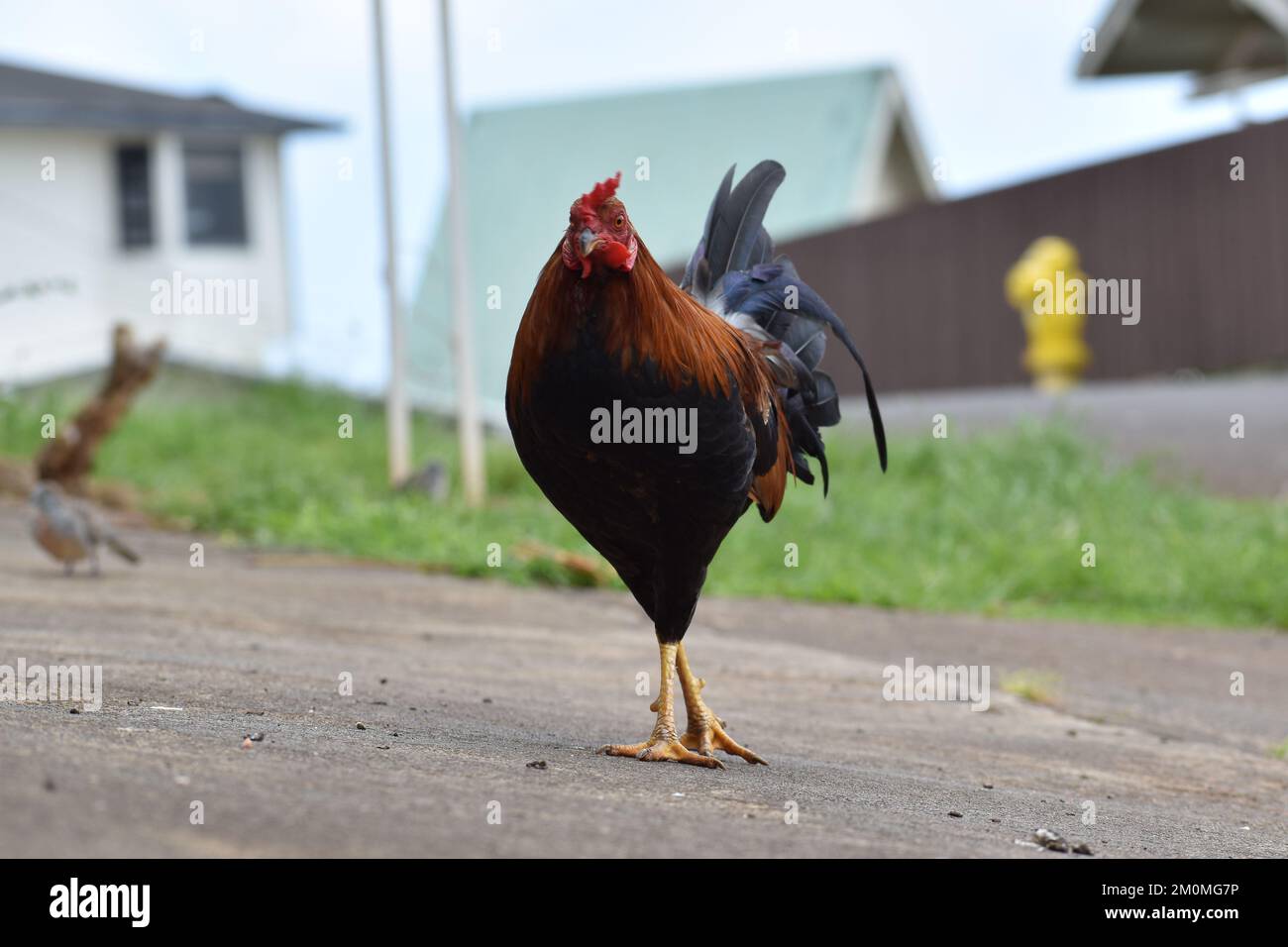 A proud rooster at its tallest Stock Photo - Alamy