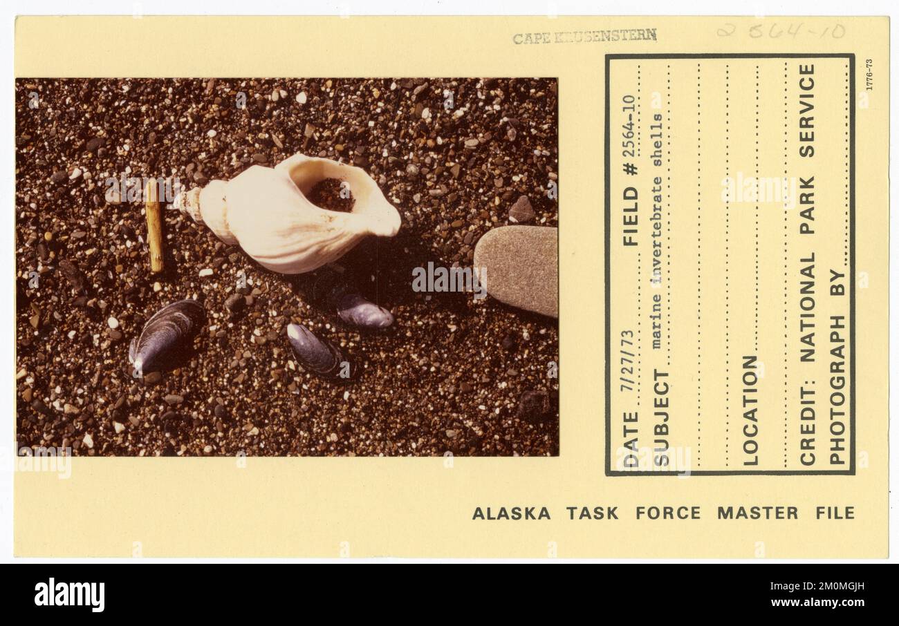 Marine invertebrate shells. Alaska Task Force Photographs Stock Photo ...
