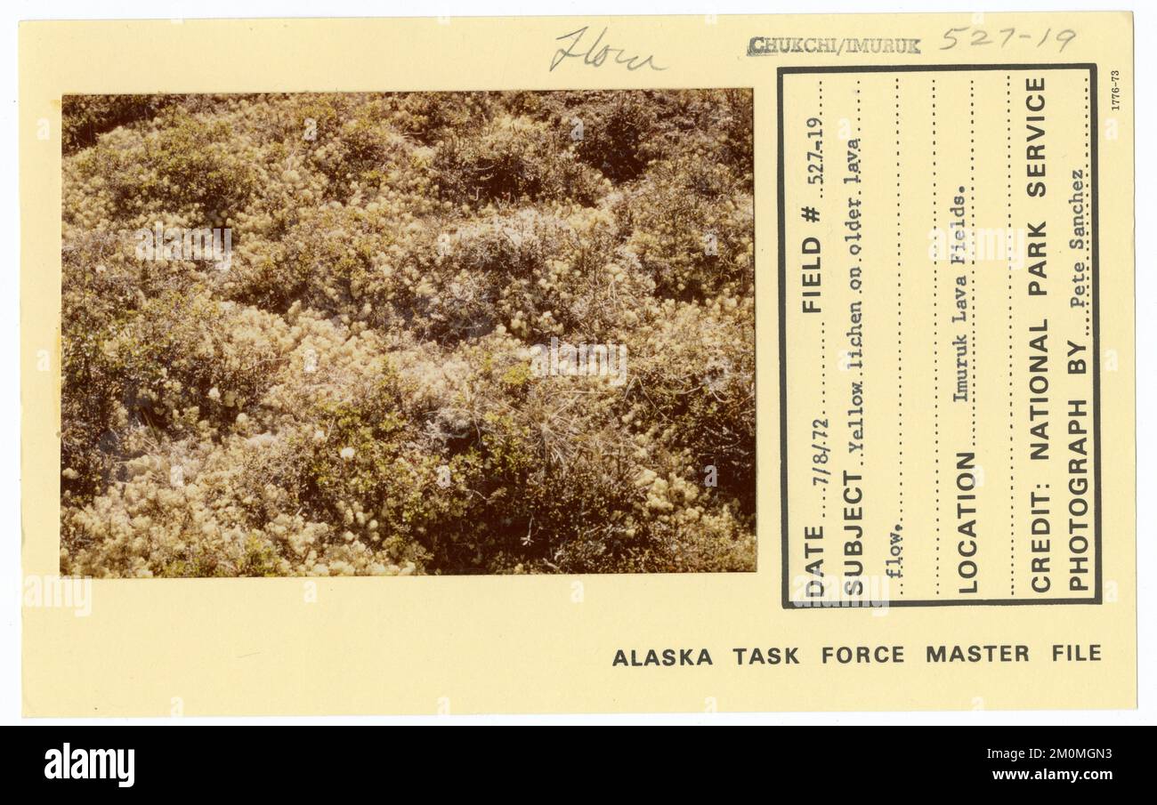 Yellow lichen on older lava flow. Alaska Task Force Photographs Stock ...