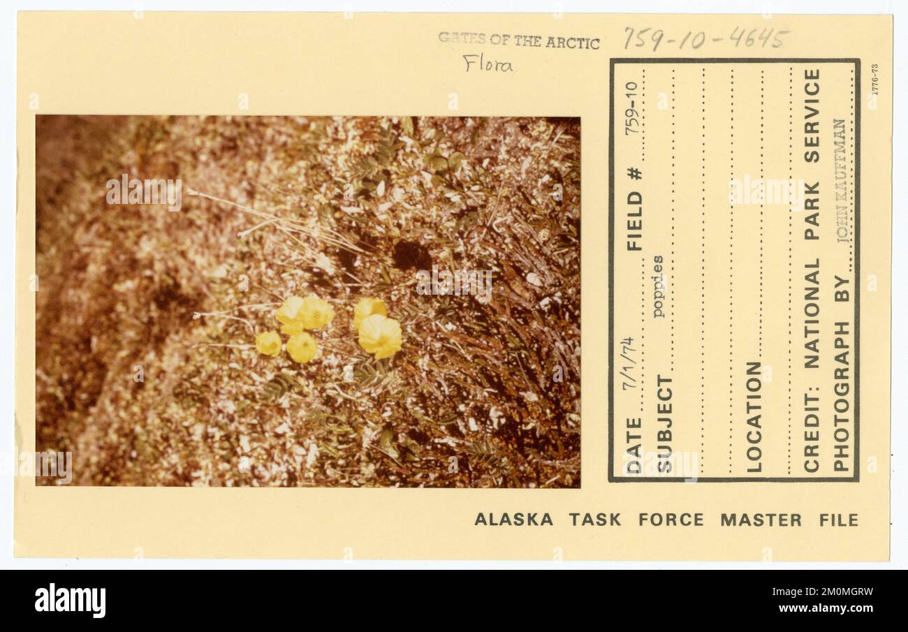 Poppies. Alaska Task Force Photographs Stock Photo - Alamy