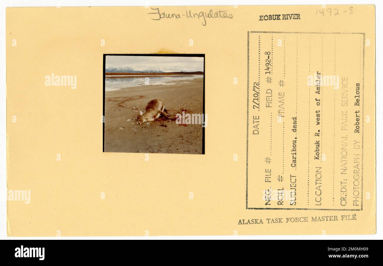 Caribou, dead. Alaska Task Force Photographs Stock Photo - Alamy