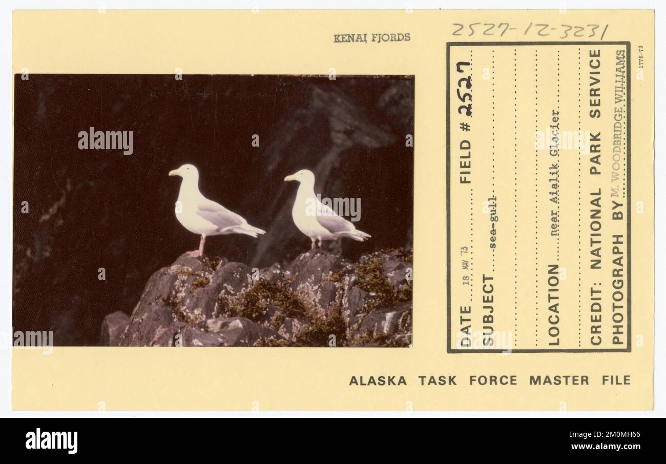 Sea bird conservation Cut Out Stock Images & Pictures - Alamy