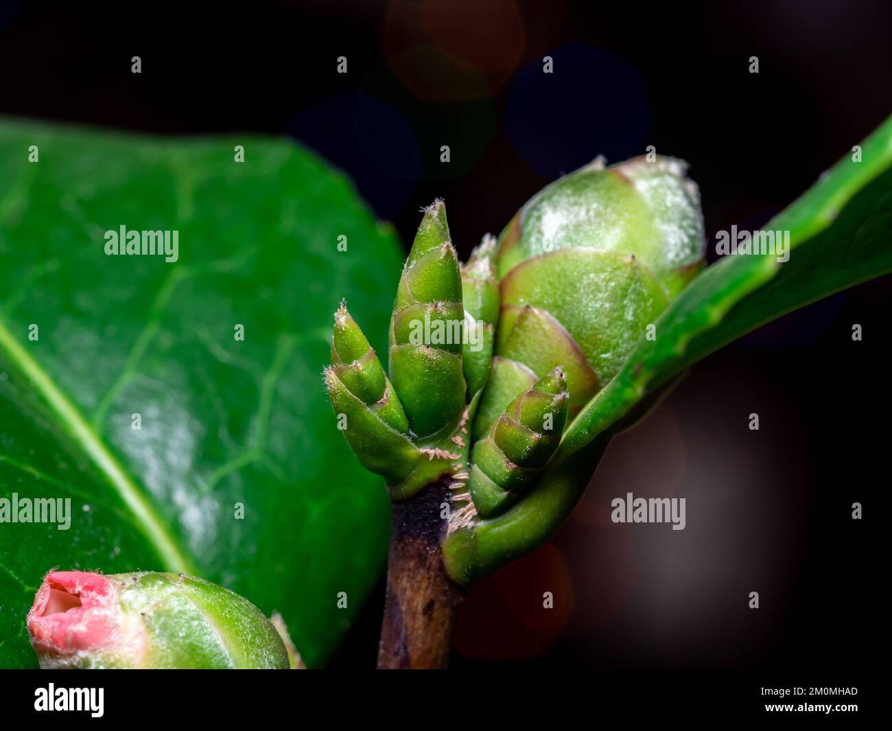Nature young buds of flowers in the growth phase, macro photo a lot of ...