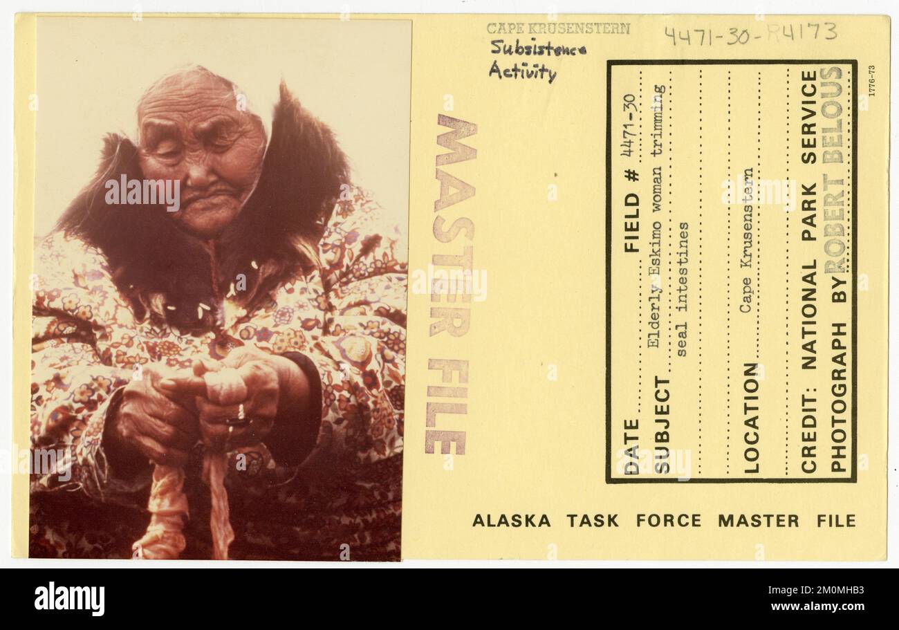Elderly Eskimo woman trimming seal intestines. Alaska Task Force ...