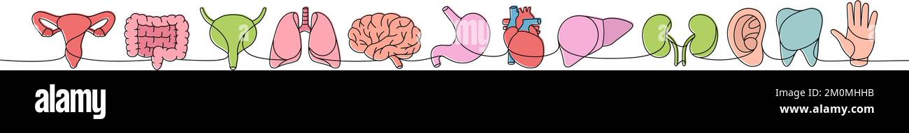Set of human organs one line. Lungs, brain, stomach, tooth, bladder ...