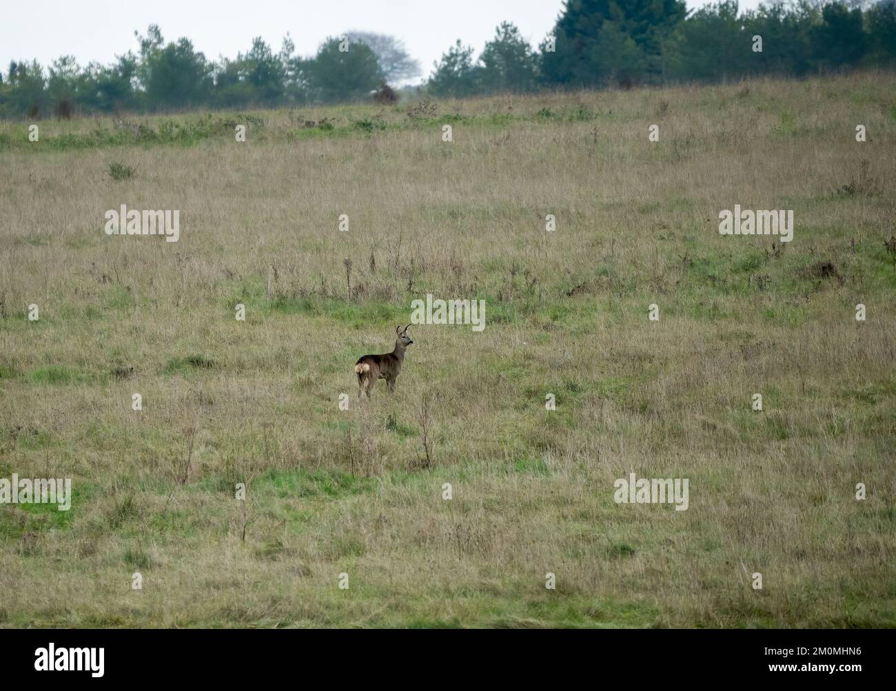 Roe deer female uk young hi-res stock photography and images - Alamy