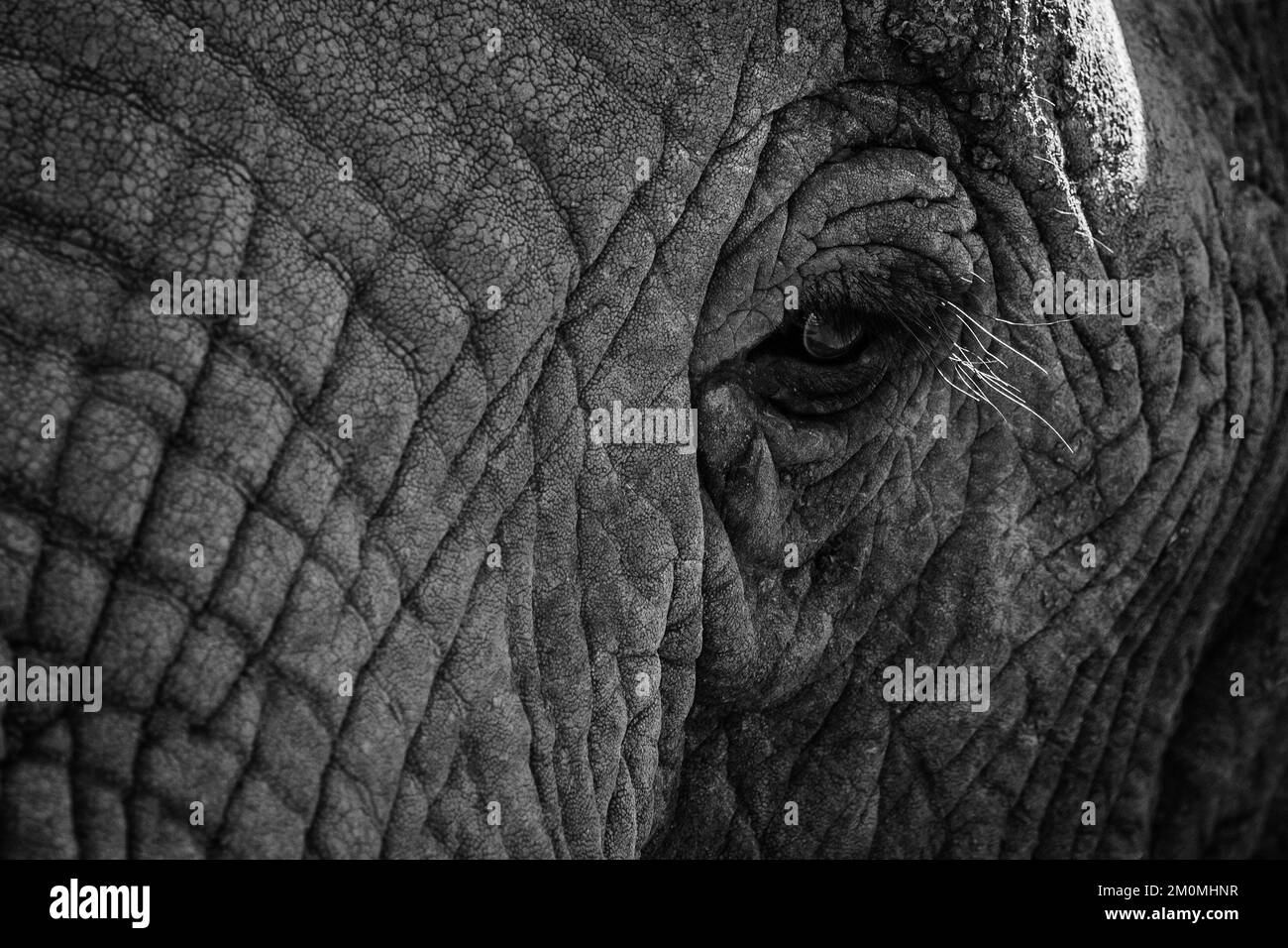 A grayscale closeup of an elephant's wrinkly face with eyelashes Stock ...