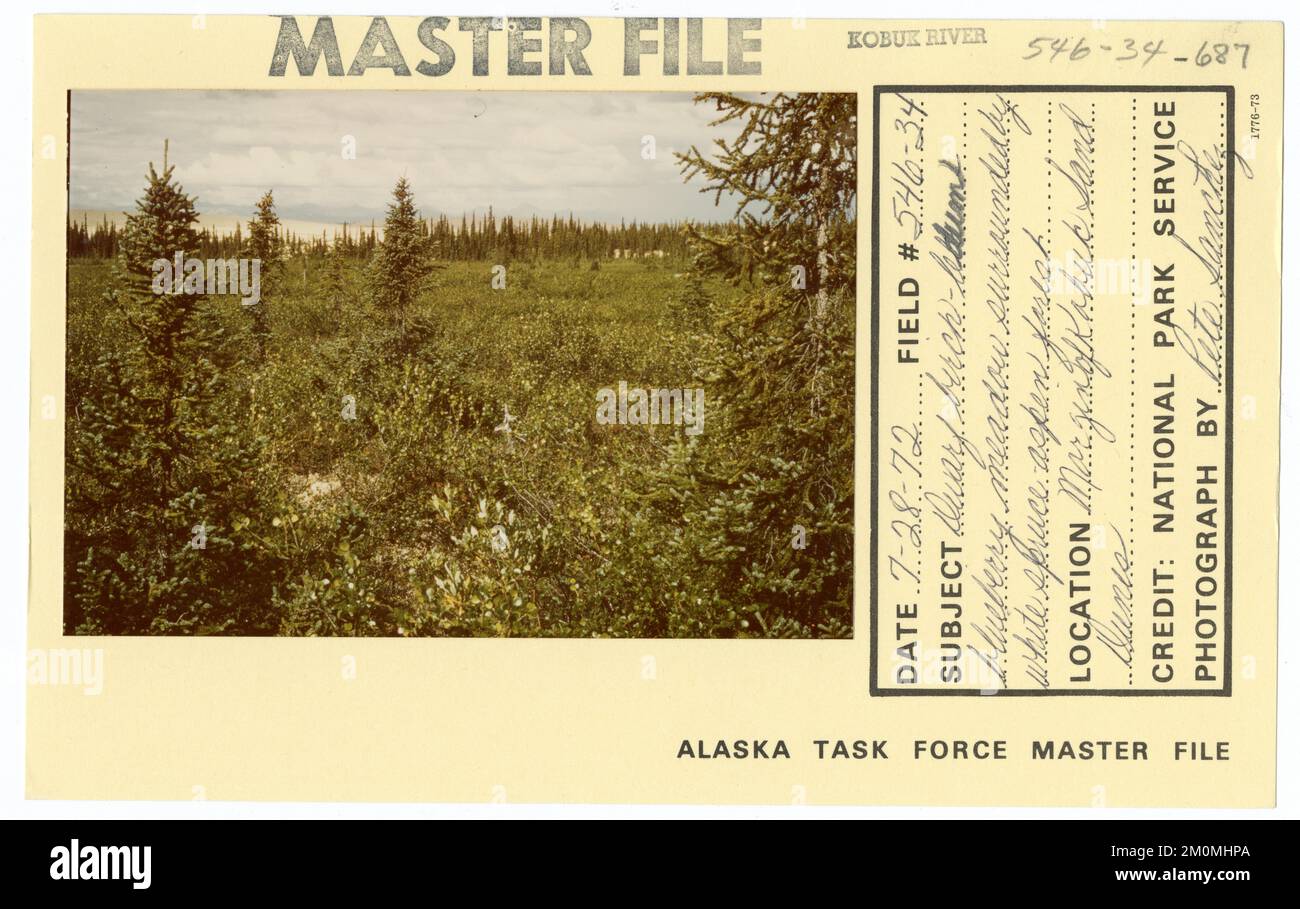 Dwarf birch blueberry meadow surrounded by white spruce aspen forest ...