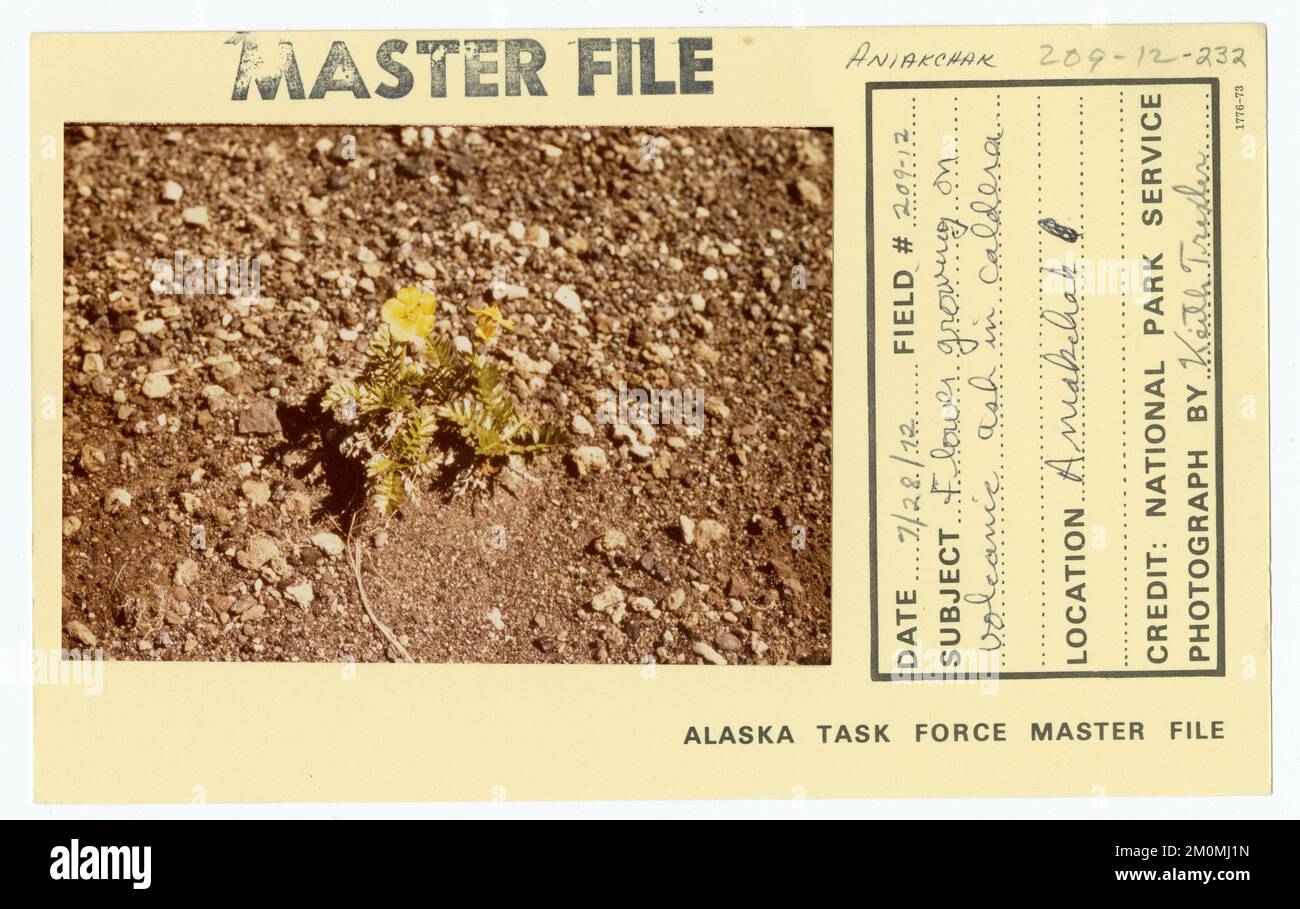 Flower growing on volcanic ash in caldera. Alaska Task Force ...