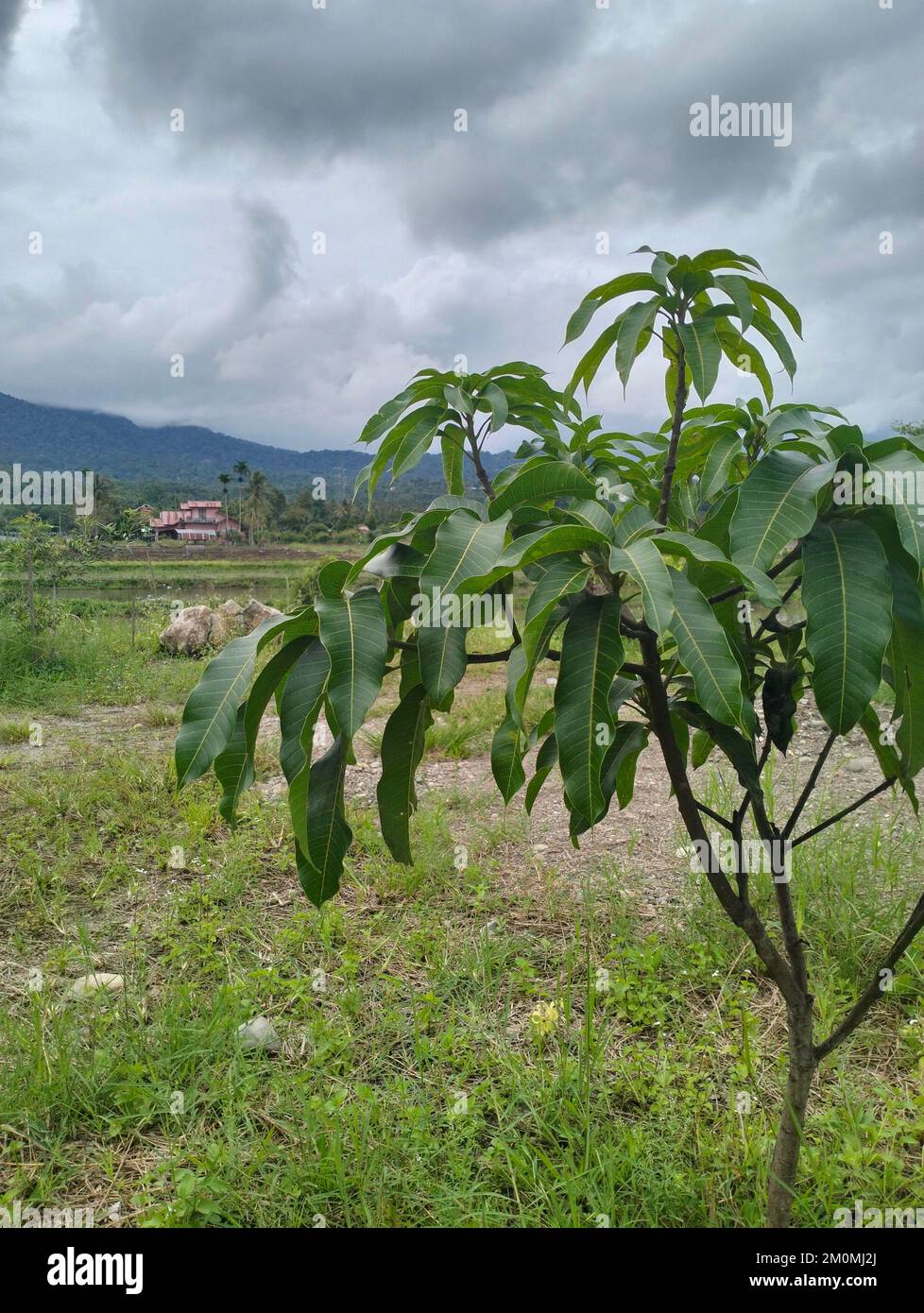 organic mango plantation on mountain area in Indonesia. Scenic morning ...