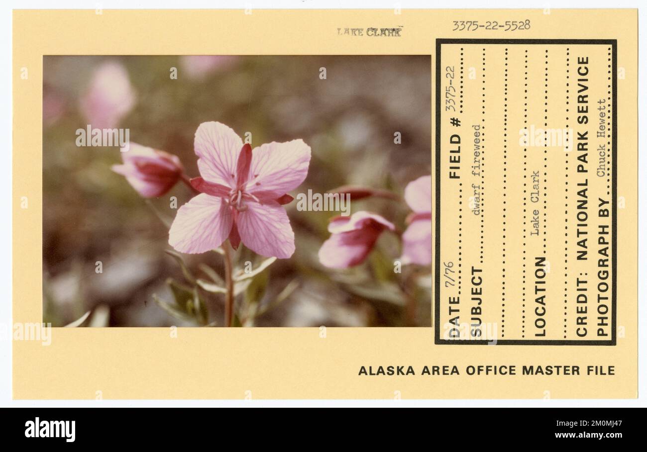 Dwarf fireweed. Alaska Task Force Photographs Stock Photo - Alamy