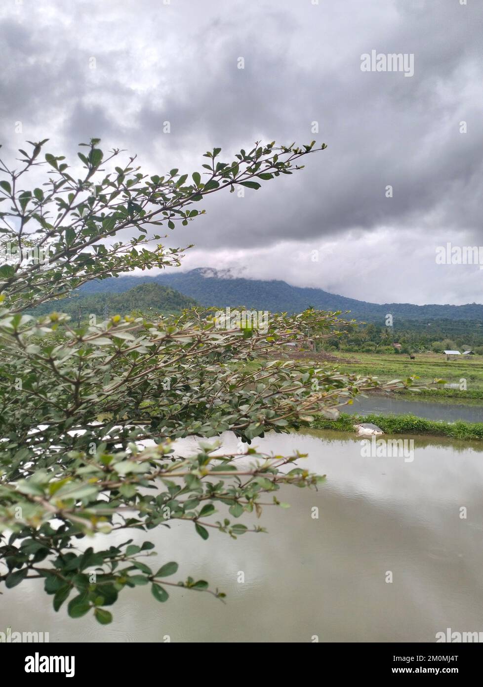 Green leaf from the Ketapang Kencana tree with blue sky background ...
