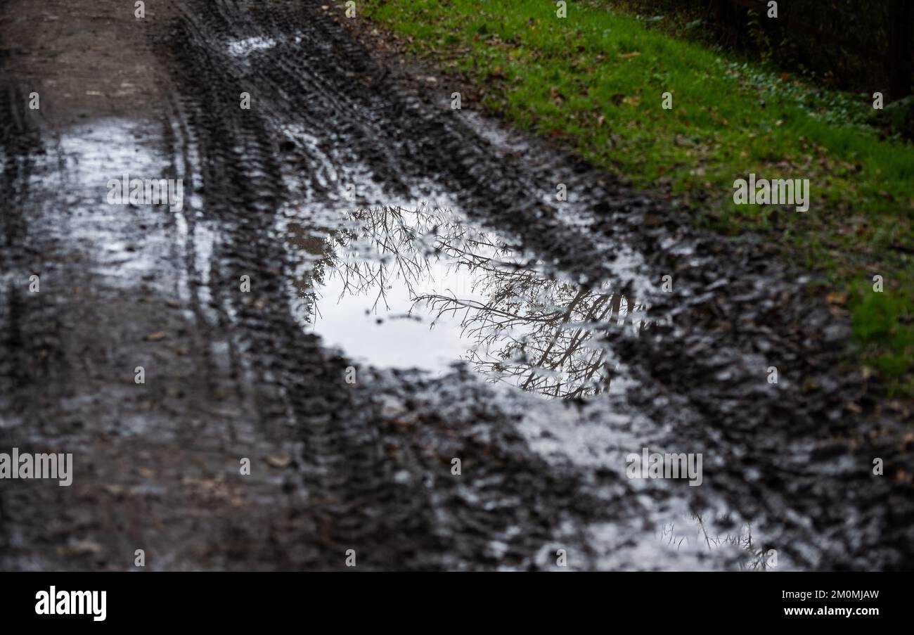 Sky and branches reflected in a puddle Stock Photo - Alamy