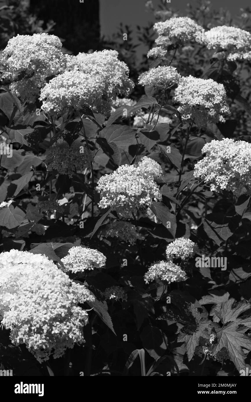 Fresh hydrangeas and flowers growing in the sunny summer meadow in a ...