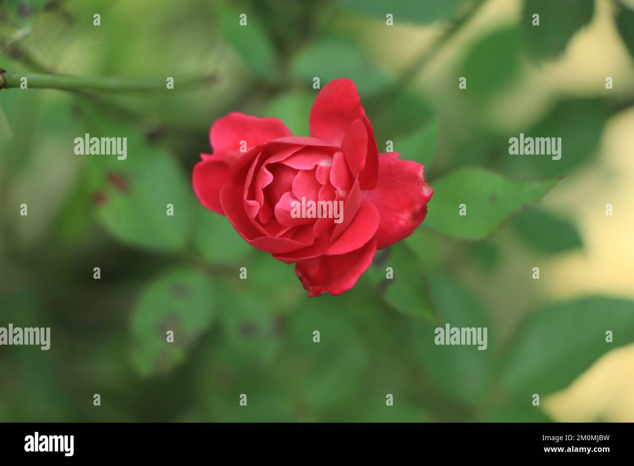 Small red rose buds growing to a big rose Stock Photo - Alamy