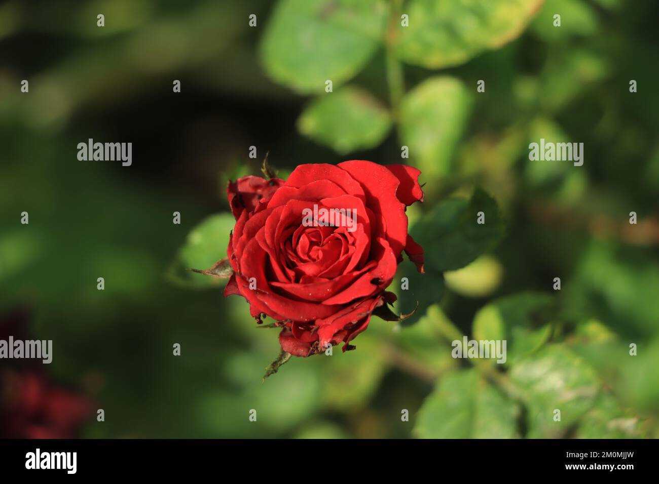 Beautiful tiny red rose in full bloom in garden Stock Photo - Alamy