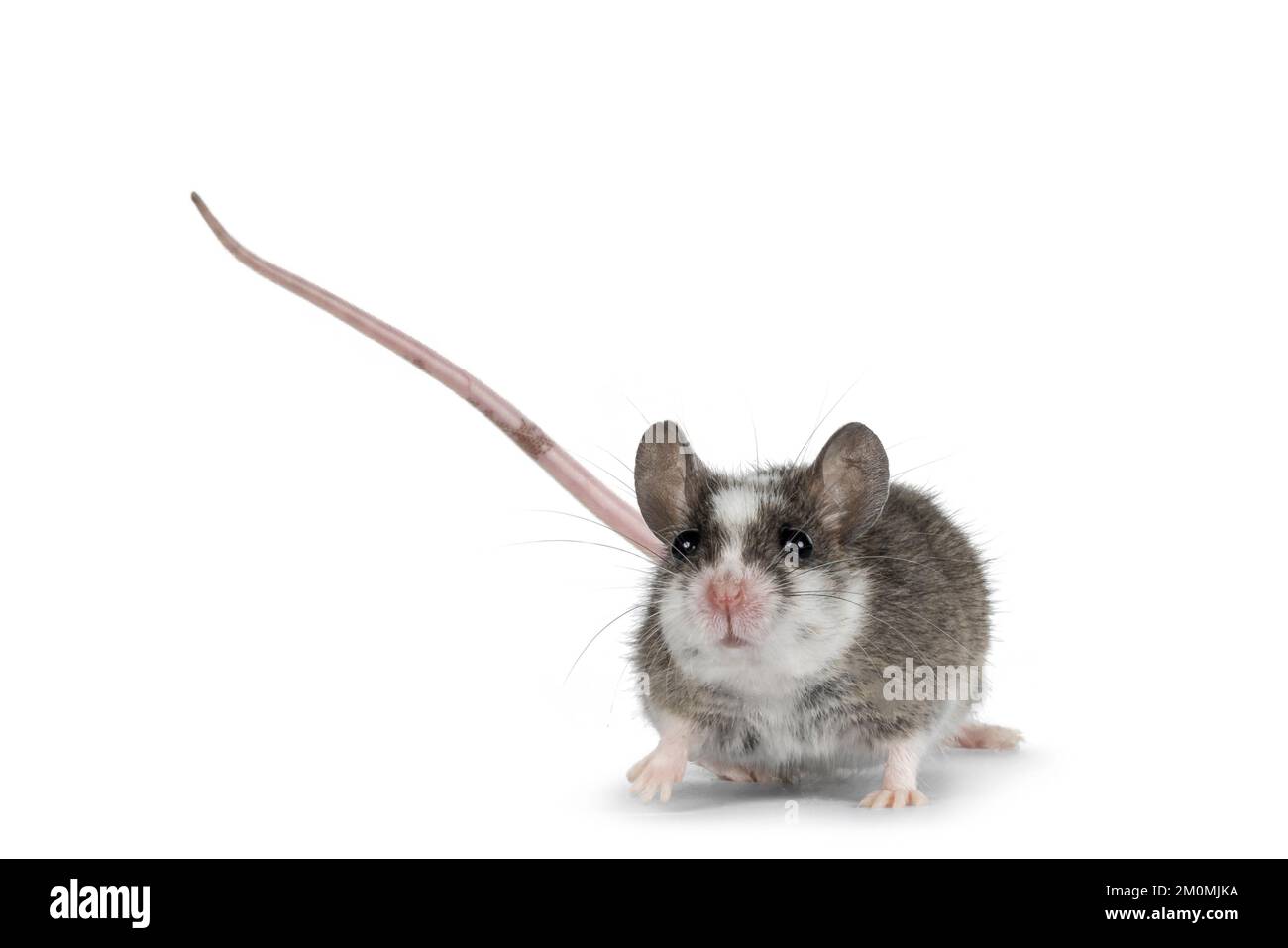 White spots on head hi-res stock photography and images - Alamy