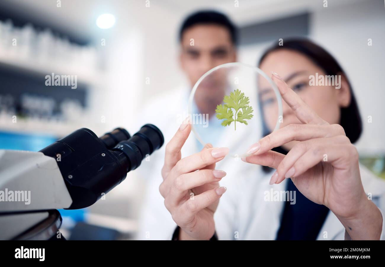 Scientist team, hands and plants in petri dish of research, medicine or ...