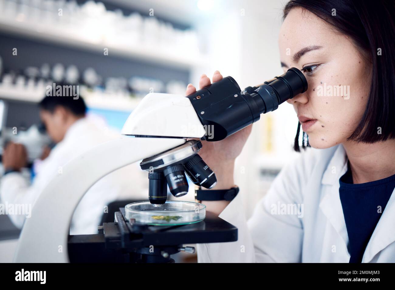 Woman, leaf and scientist with microscope for research, plant testing ...