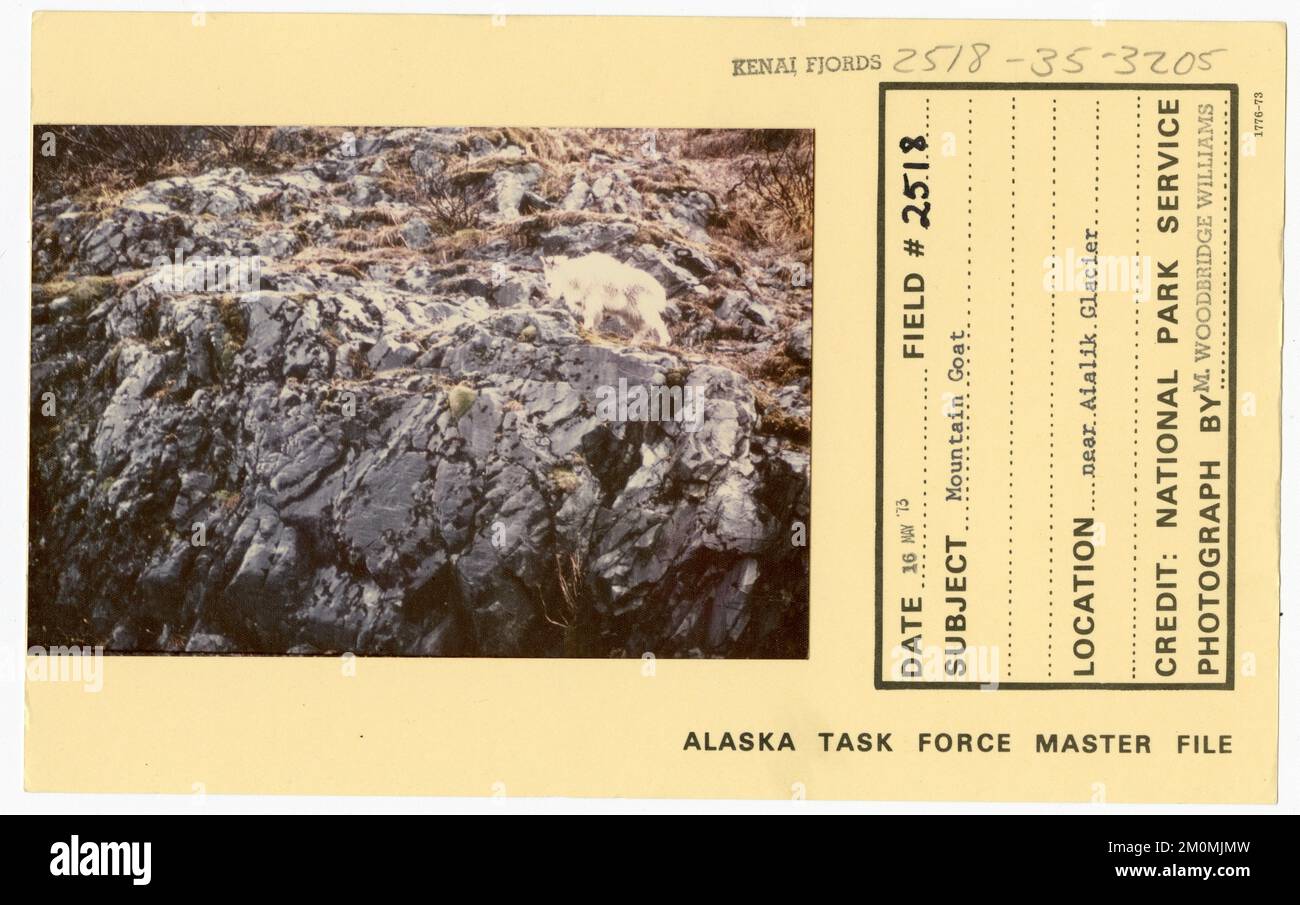 Mountain goat. Alaska Task Force Photographs Stock Photo - Alamy