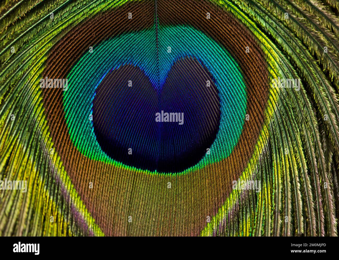Closeup details of peacock feather. feather isolated Stock Photo - Alamy