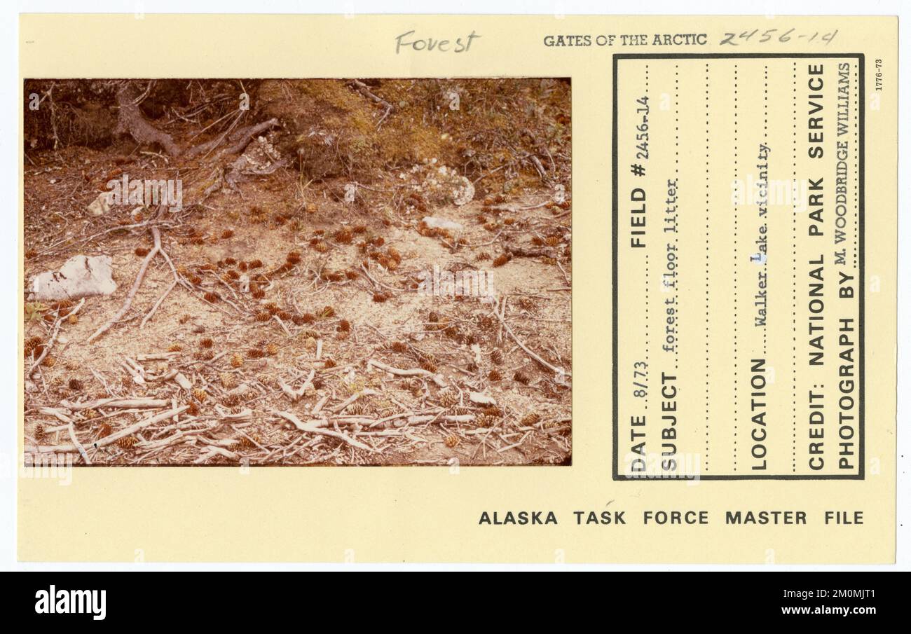 Forest floor litter. Alaska Task Force Photographs Stock Photo - Alamy