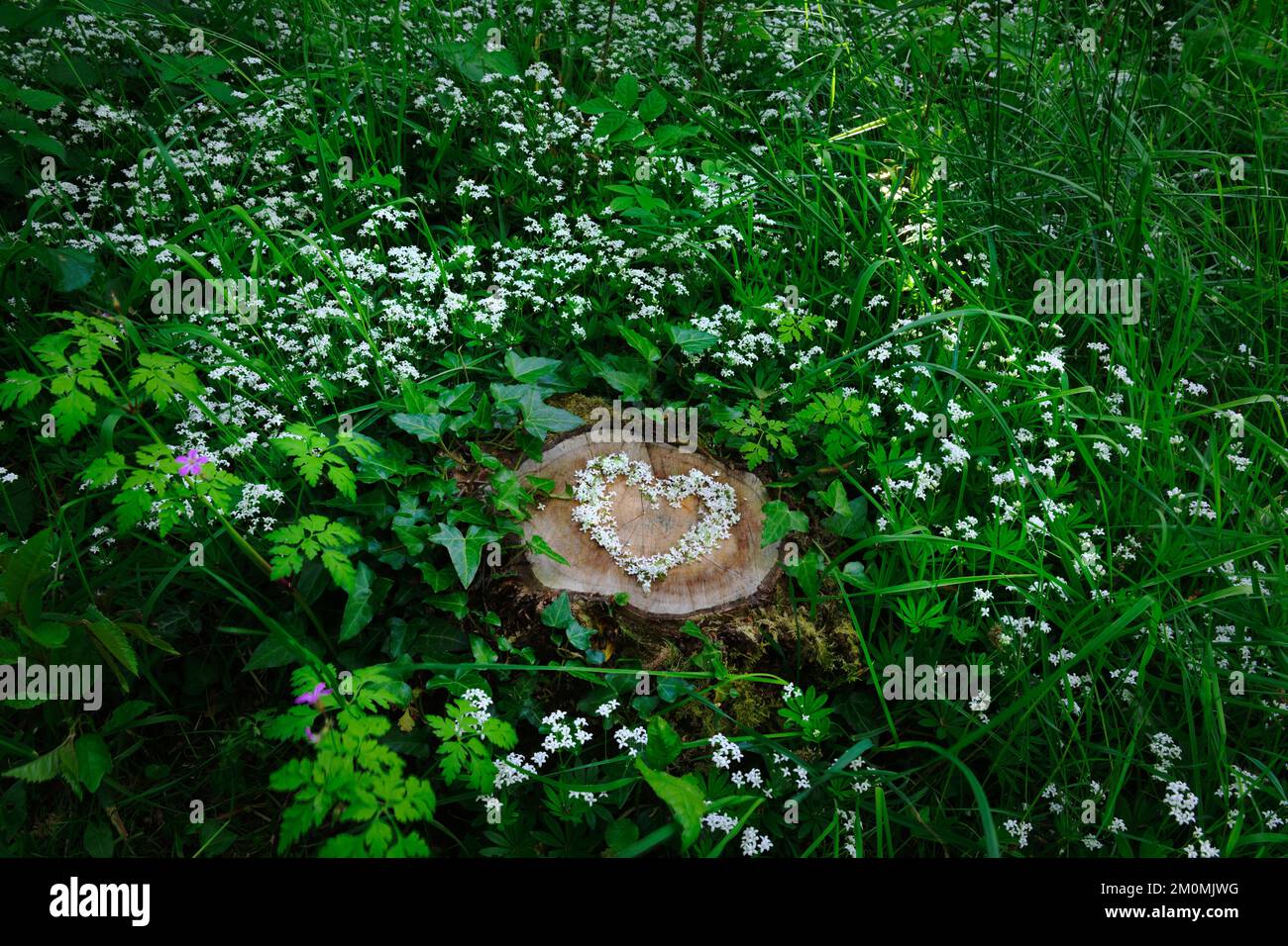 Heart of Sweet Woodruff flowers (Galium odoratum) on tree stump in ...