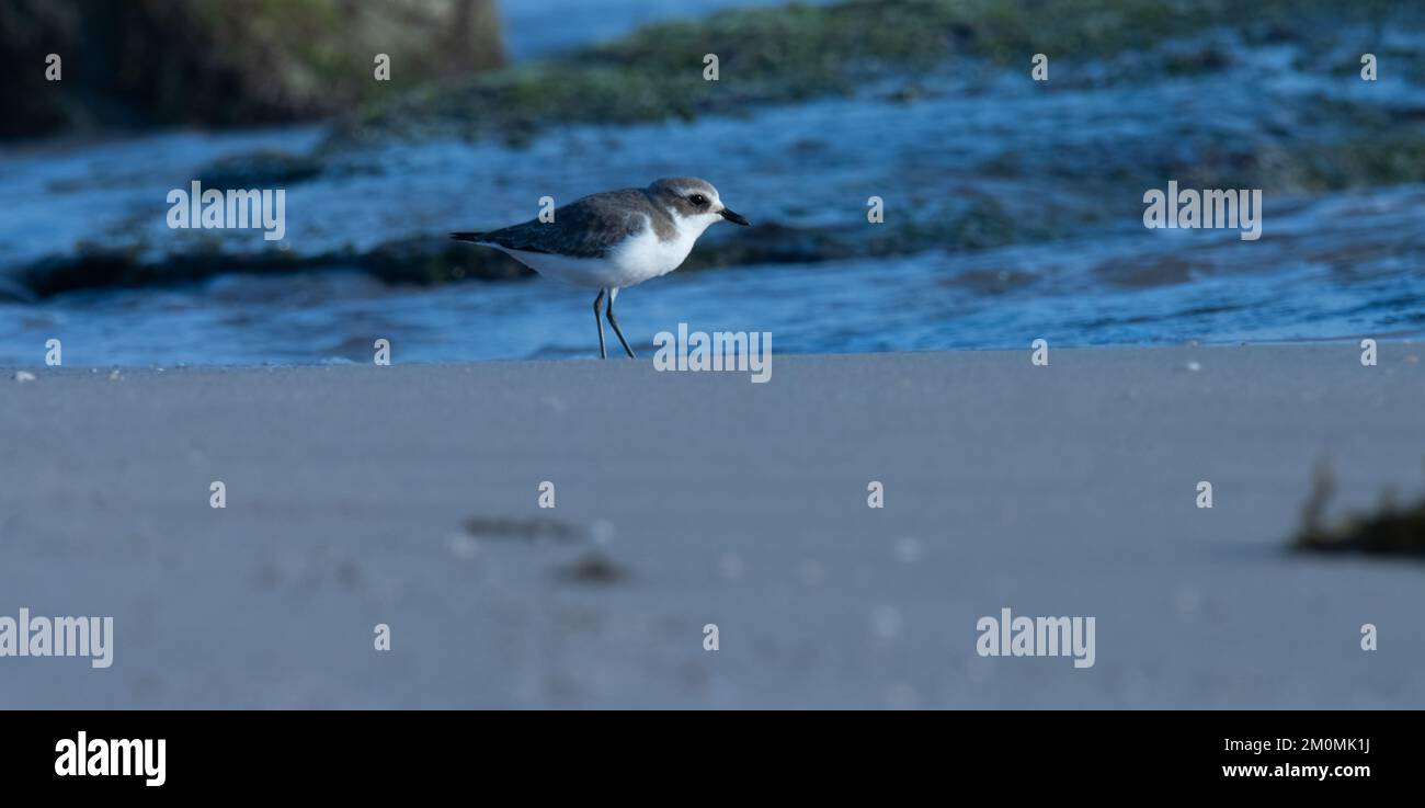 Lesser sand plover foraging on the beach. waterbird. charadrius ...