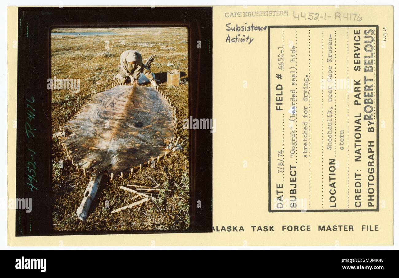 "Oogruk" (bearded seal) hide stretched for drying. Alaska Task Force ...