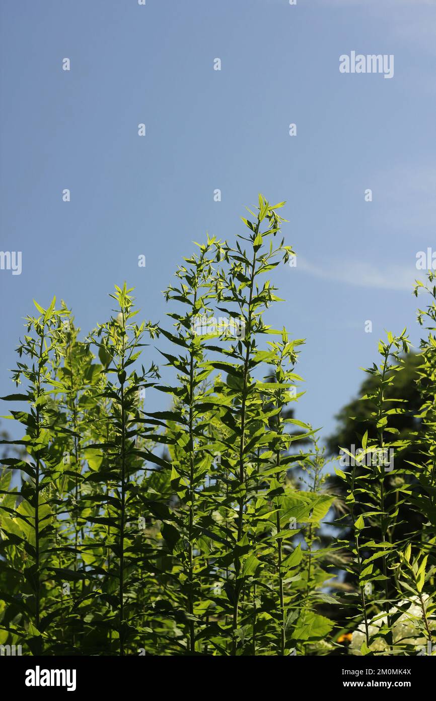 Typical common summer field full of trees and plants Stock Photo - Alamy