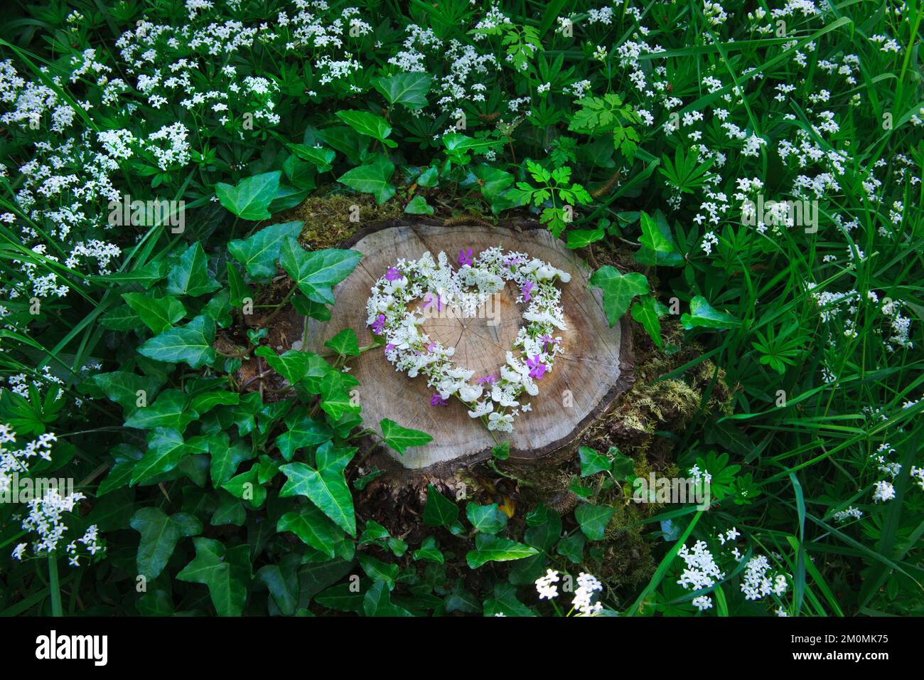 Heart of white Sweet Woodruff flowers (Galium odoratum) mixed with the ...