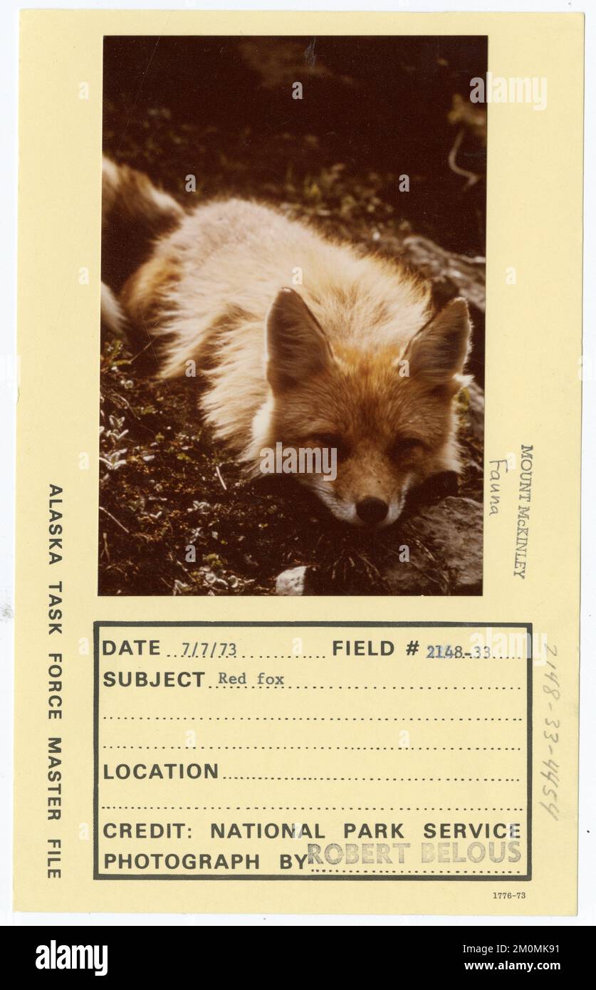 Red fox. Alaska Task Force Photographs Stock Photo - Alamy