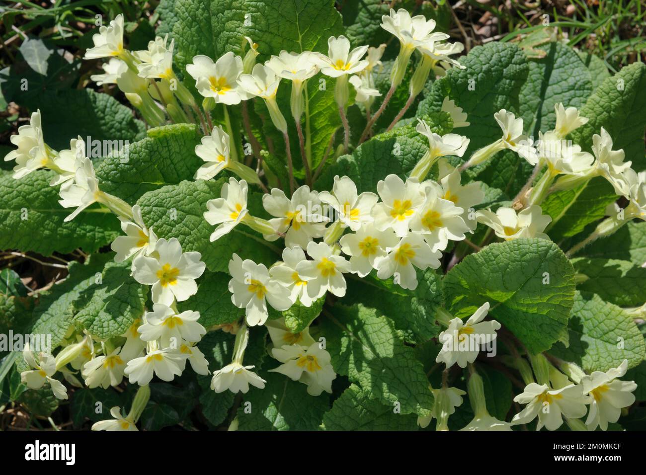Clump of Primroses, Primula vulgaris, thriving in sunny position after ...