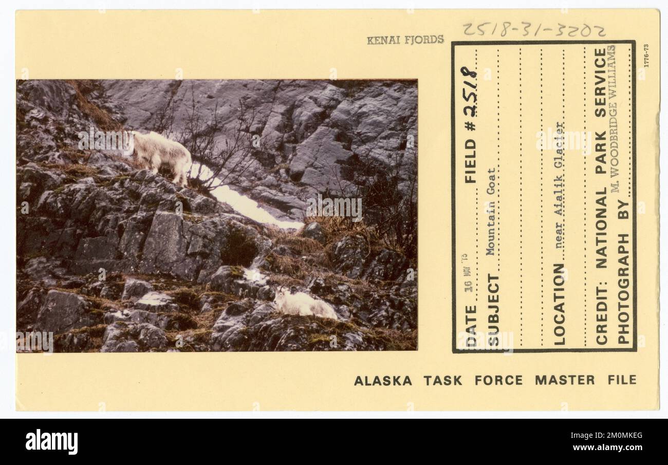 Mountain goat. Alaska Task Force Photographs Stock Photo - Alamy