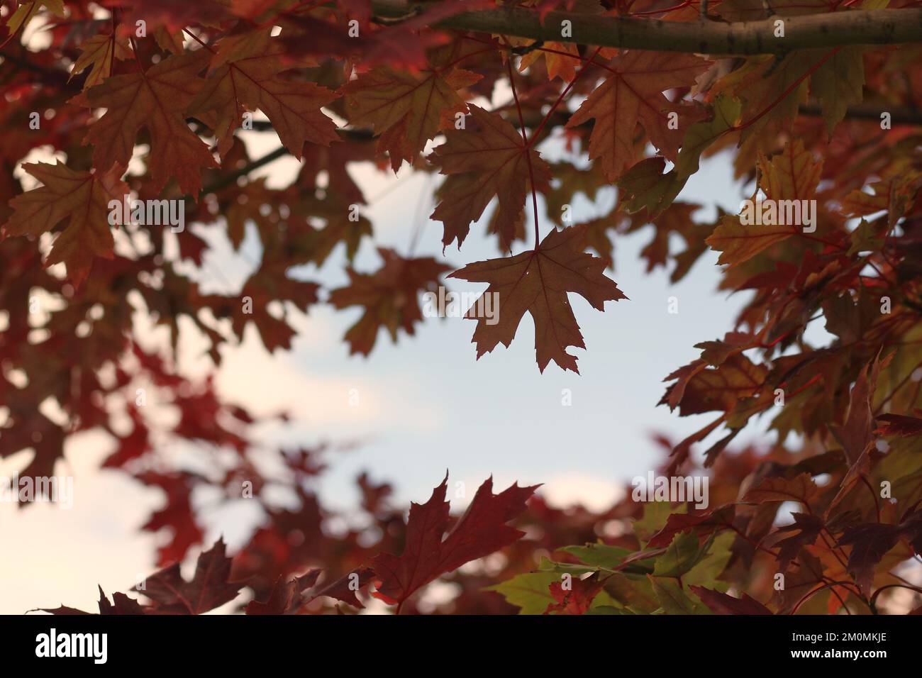 Leafy sugar maple leaves hi-res stock photography and images - Alamy