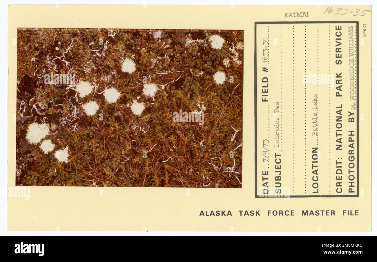 Labrador Tea. Alaska Task Force Photographs Stock Photo - Alamy