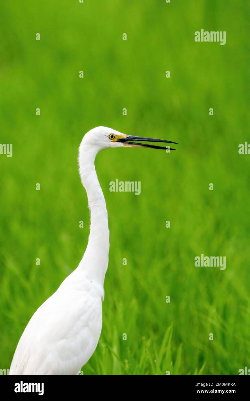 Close-up of a standing little egret during spring time on sunny day ...
