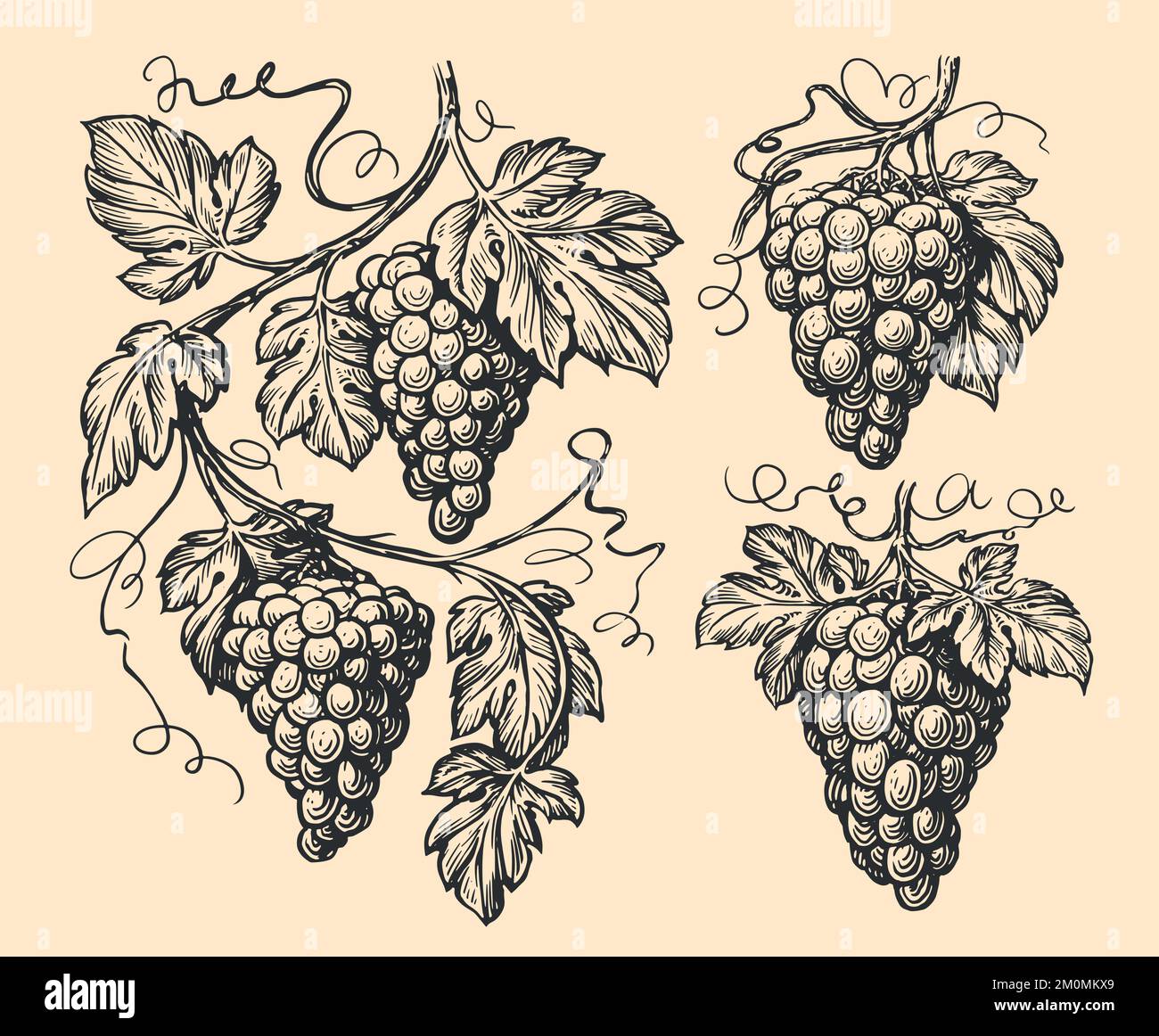 Hand drawn vine, grape bunches and leaves. Grapevine pattern set sketch ...