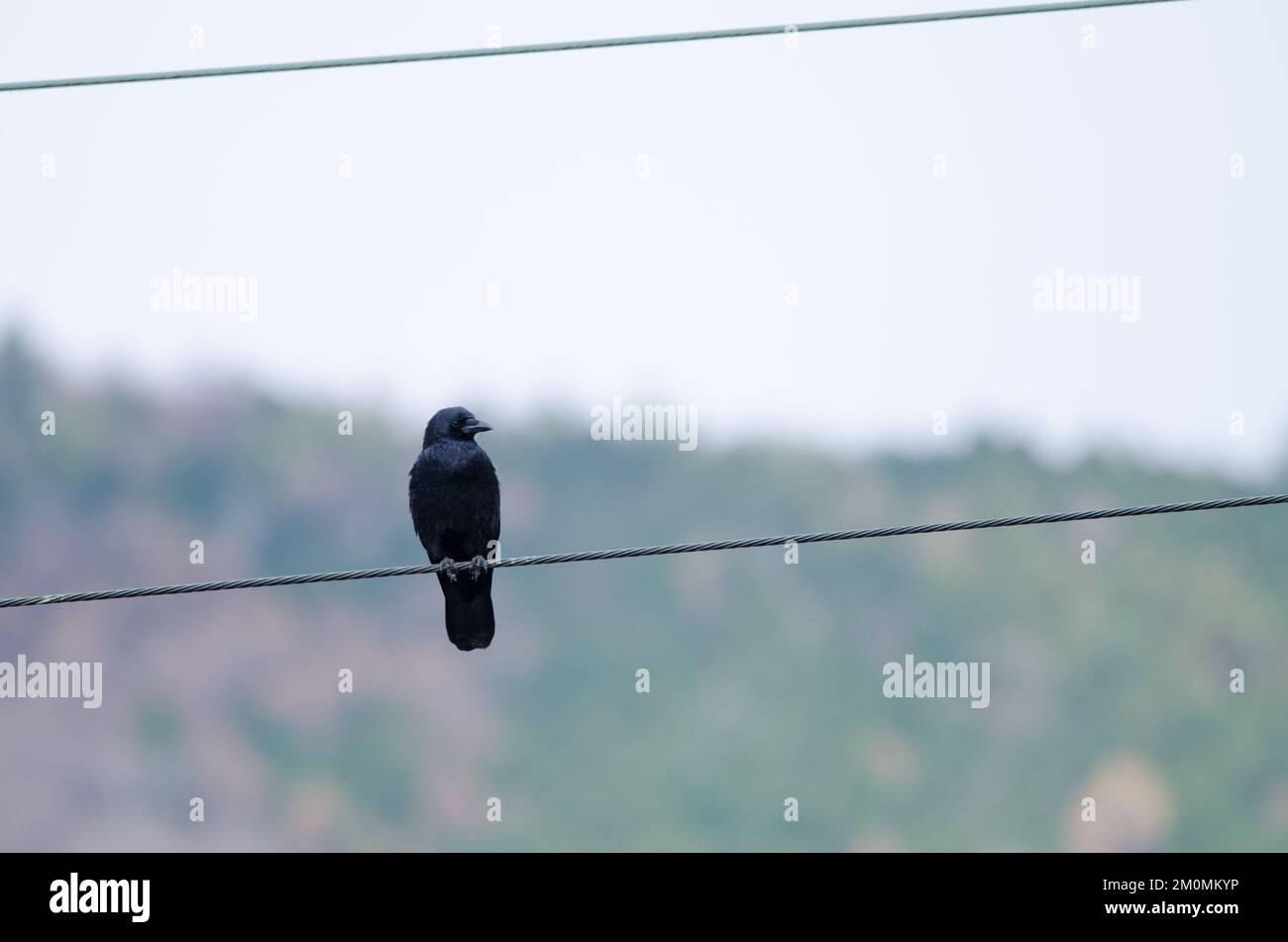 Large-billed crow Corvus macrorhynchos japonensis. Nikko National Park ...