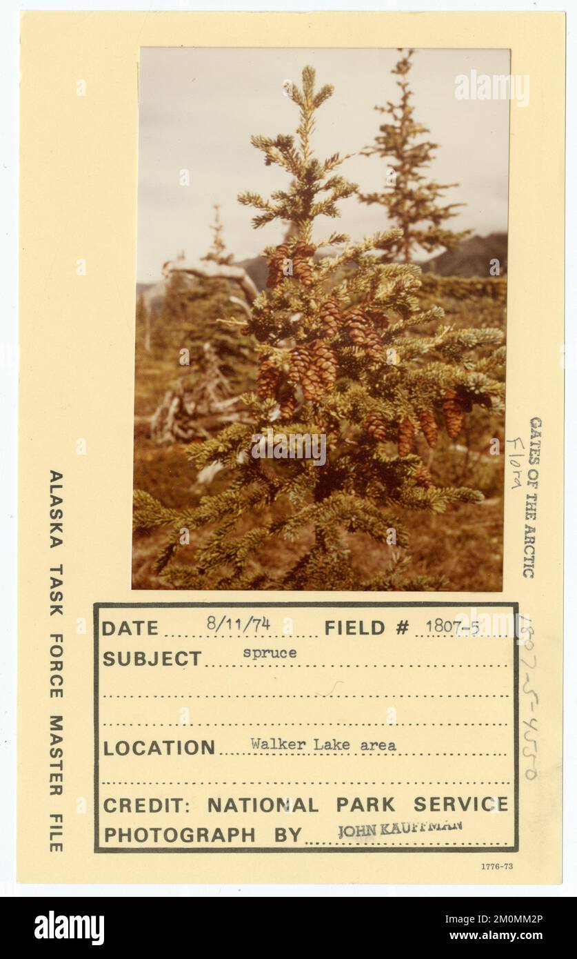 Spruce. Alaska Task Force Photographs Stock Photo - Alamy