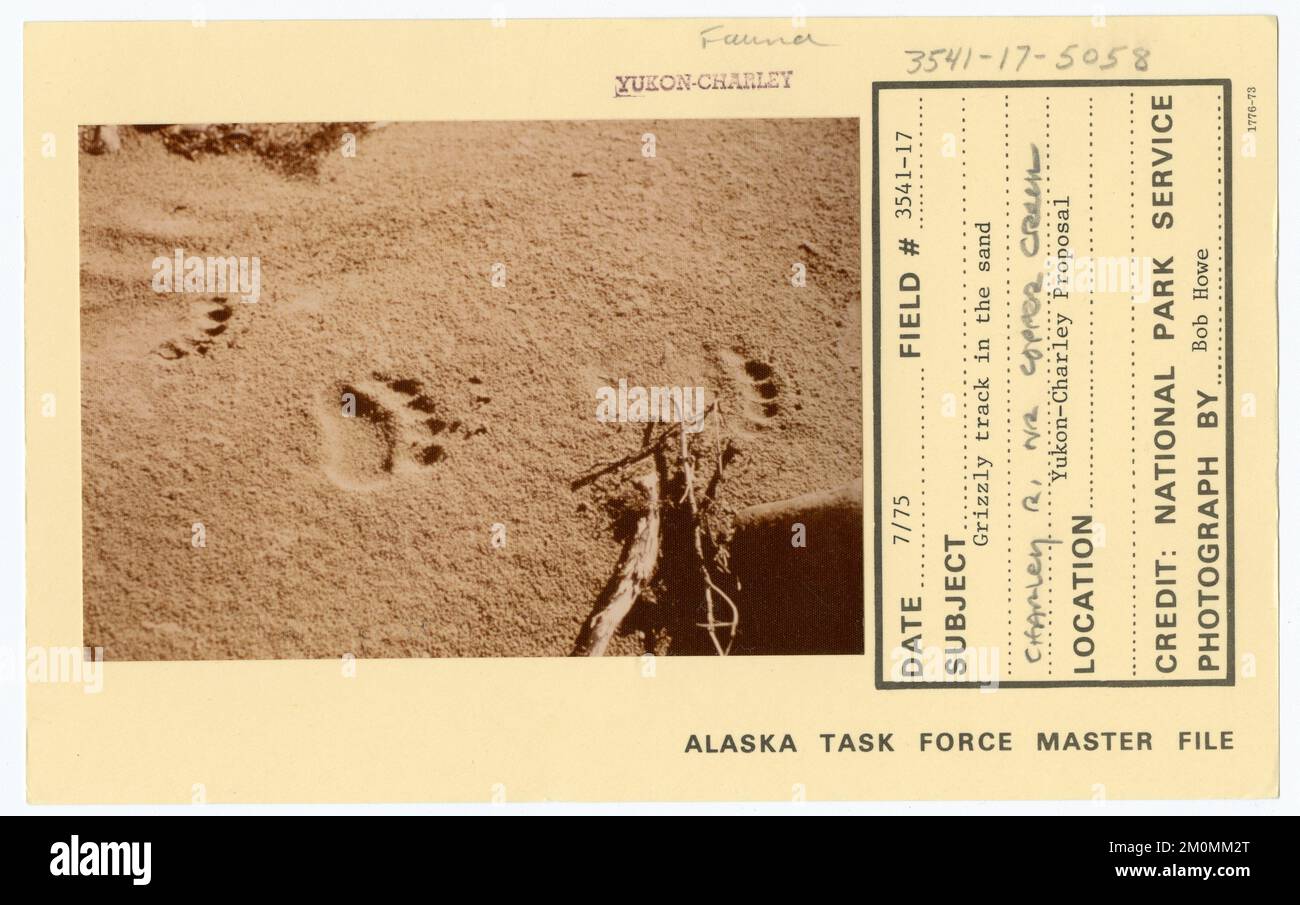 Grizzly track in the sand Charley River nr Copper Creek. Alaska Task ...