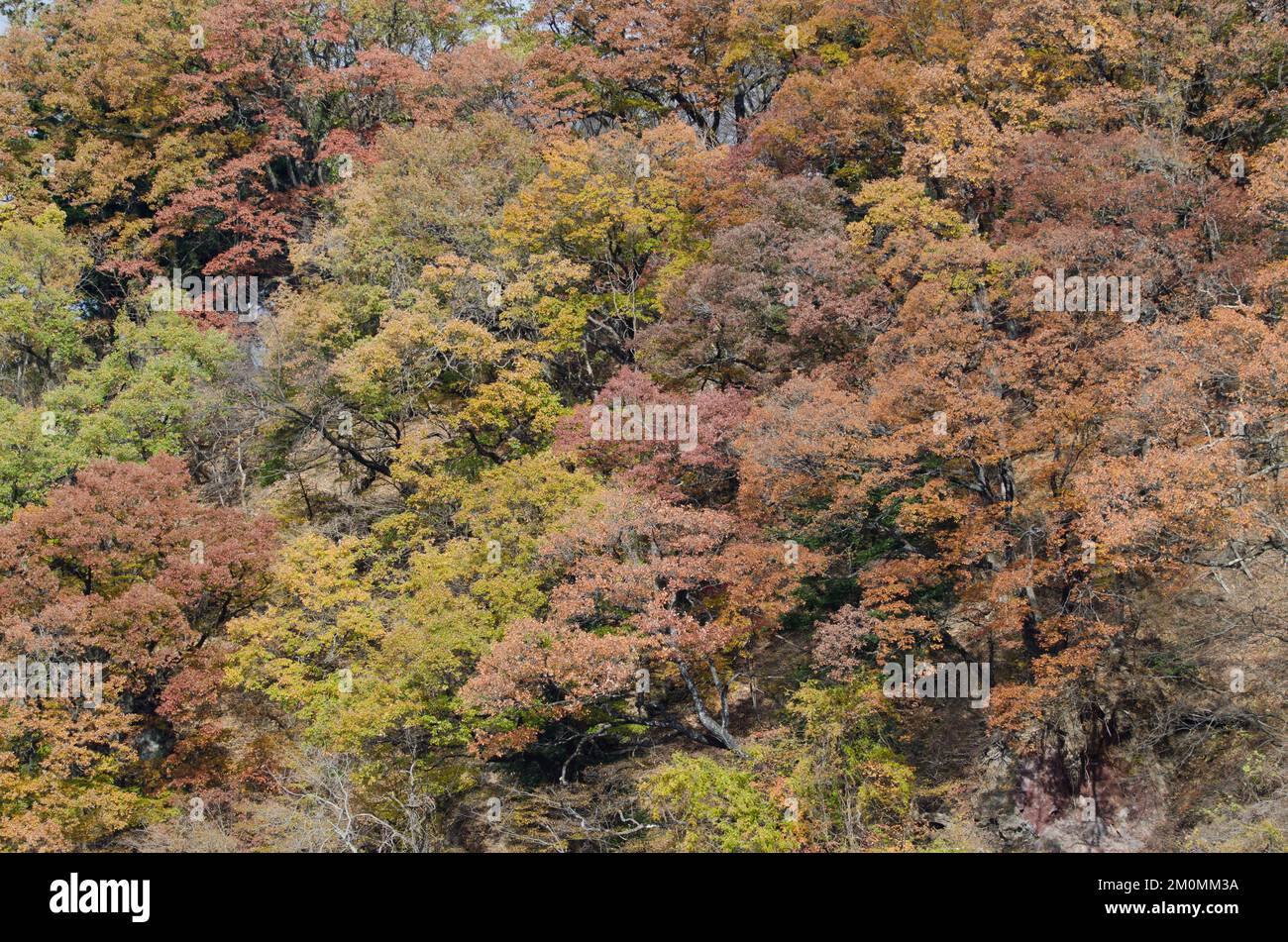 Broadleaf forests japan hi-res stock photography and images - Alamy