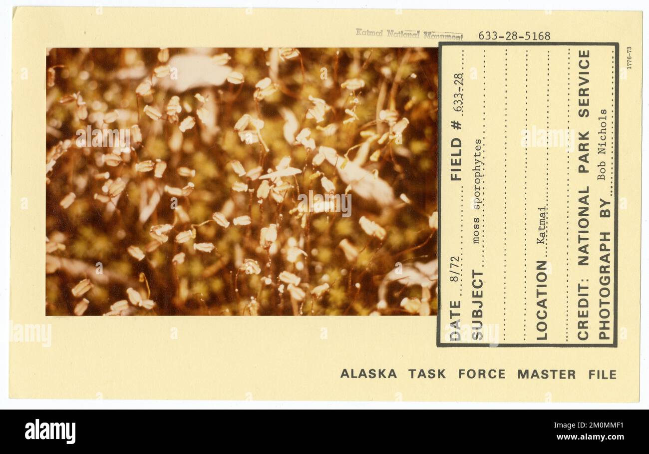 Moss sporophytes. Alaska Task Force Photographs Stock Photo - Alamy