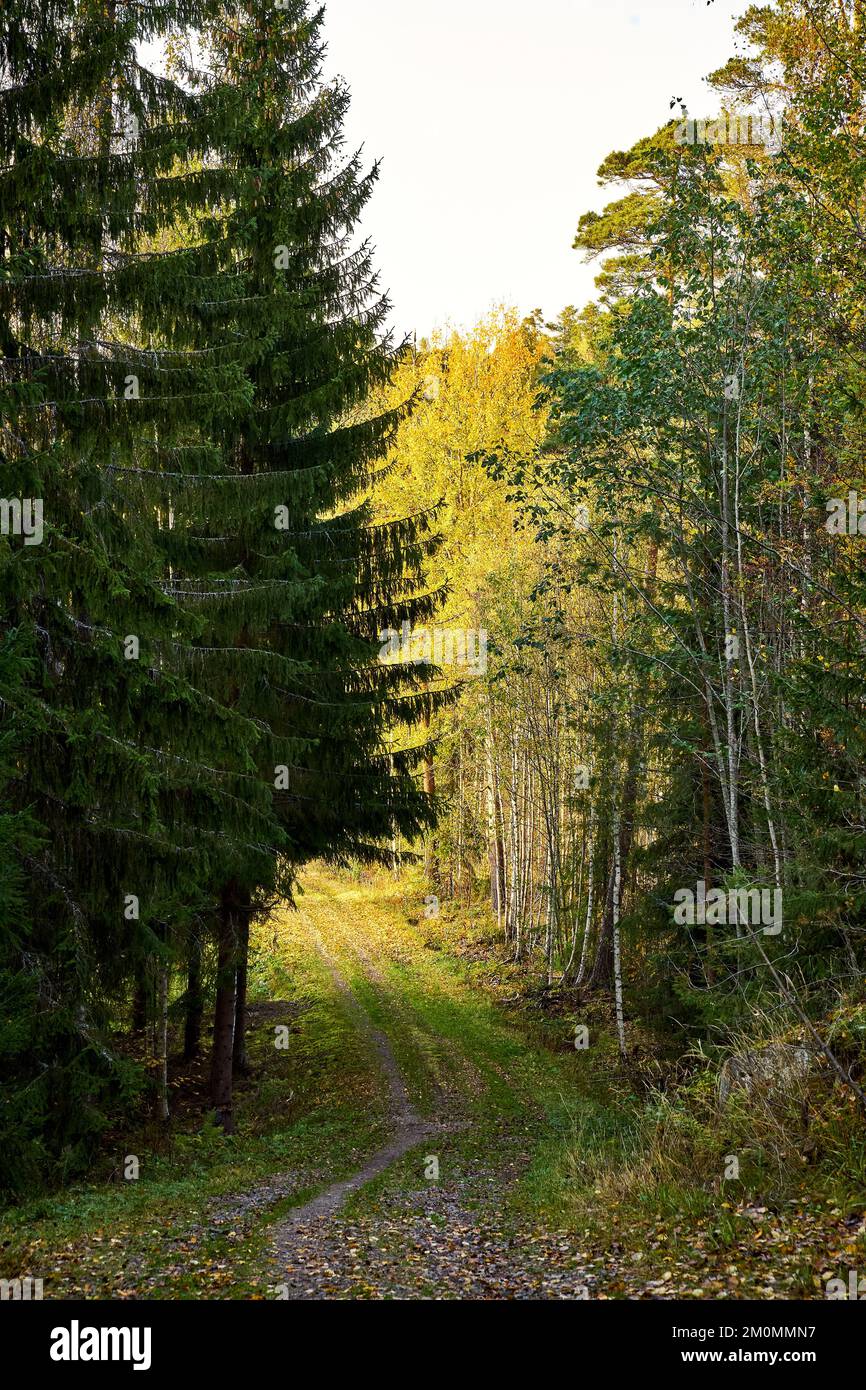A forest surrounded by dense trees Stock Photo - Alamy