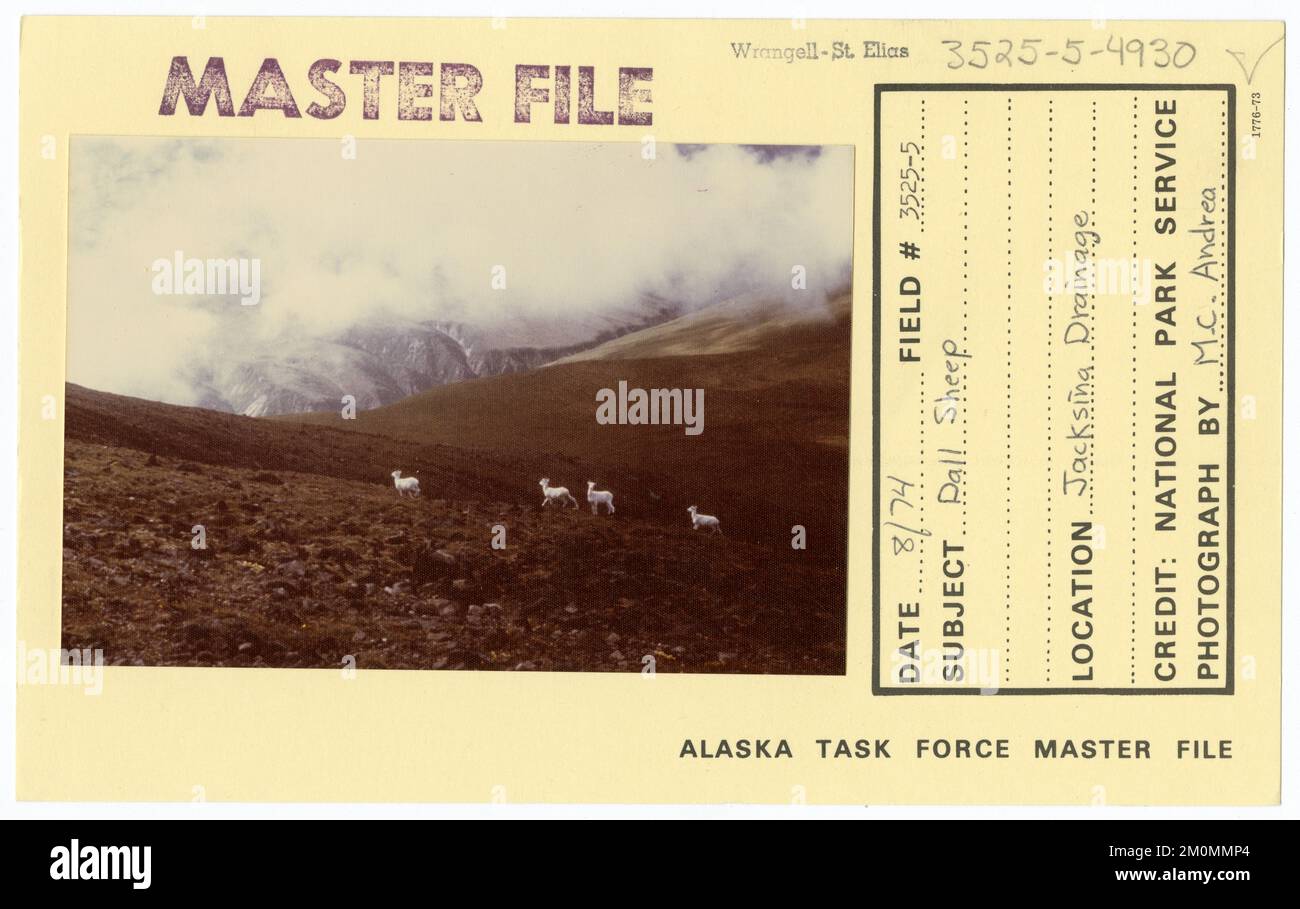 Dall sheep. Alaska Task Force Photographs Stock Photo - Alamy