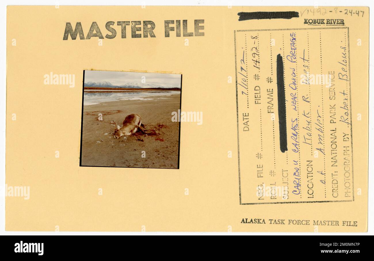 Caribou carcass near Onion Portage. Alaska Task Force Photographs Stock ...